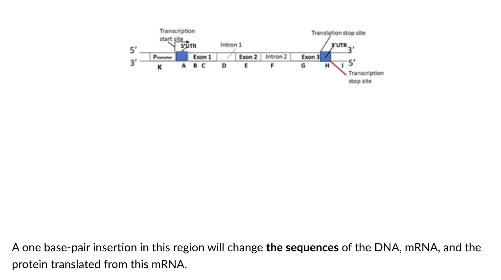 A one base-pair insertion in this region will change | Chegg.com