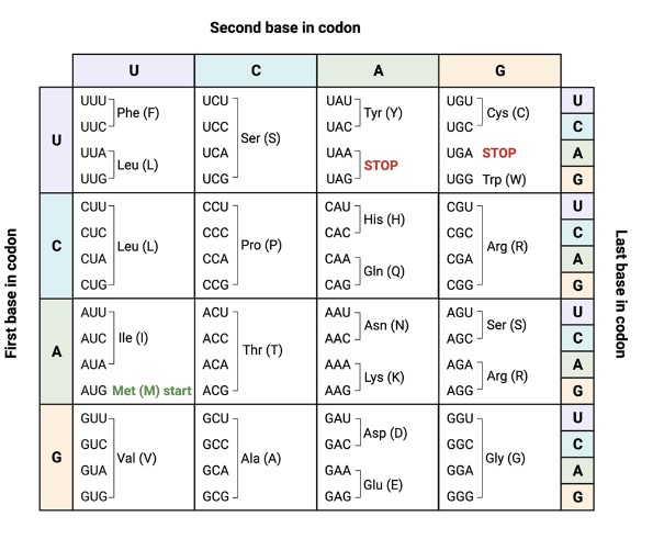 Solved Consider the following original coding sequence of a | Chegg.com