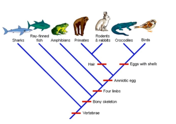 Solved 5.Which organisms shared a common ancestor most | Chegg.com