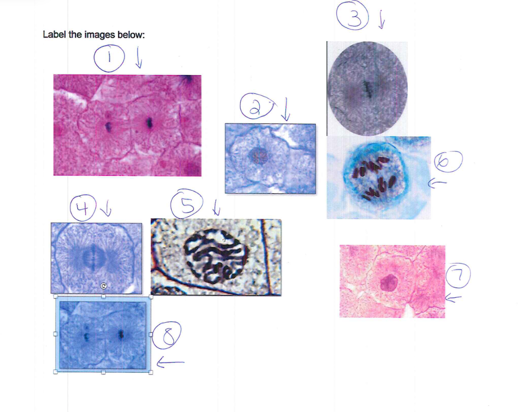 Solved Label the images below: | Chegg.com