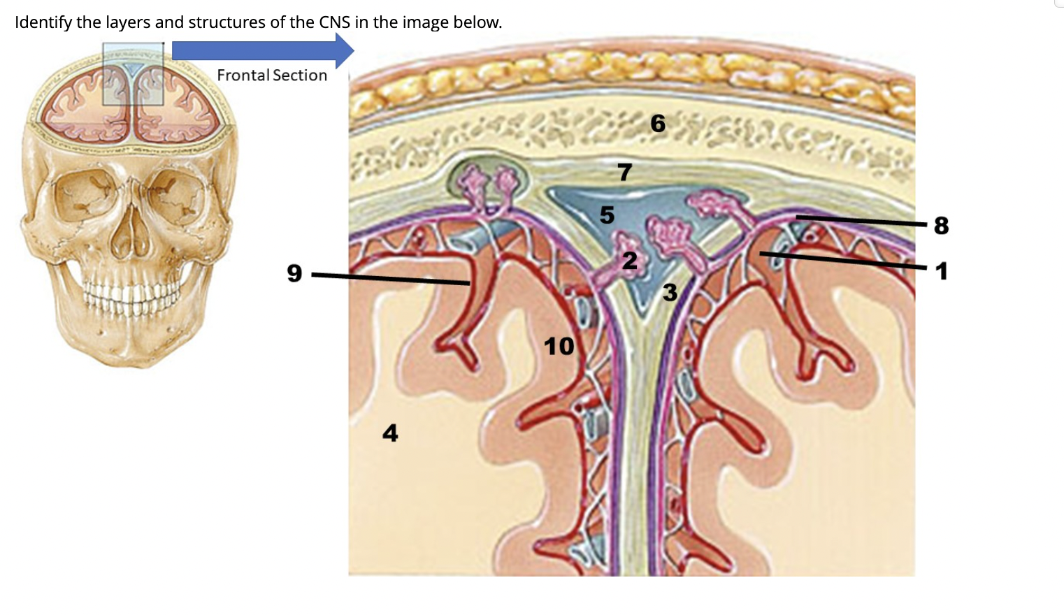 Solved Identify the layers and structures of the CNS in the | Chegg.com