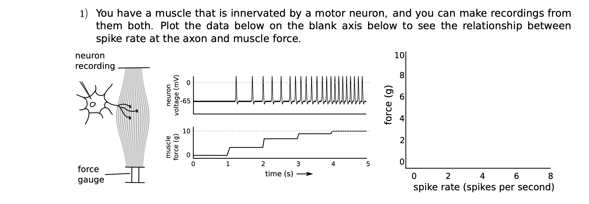 1) You have a muscle that is innervated by a motor | Chegg.com