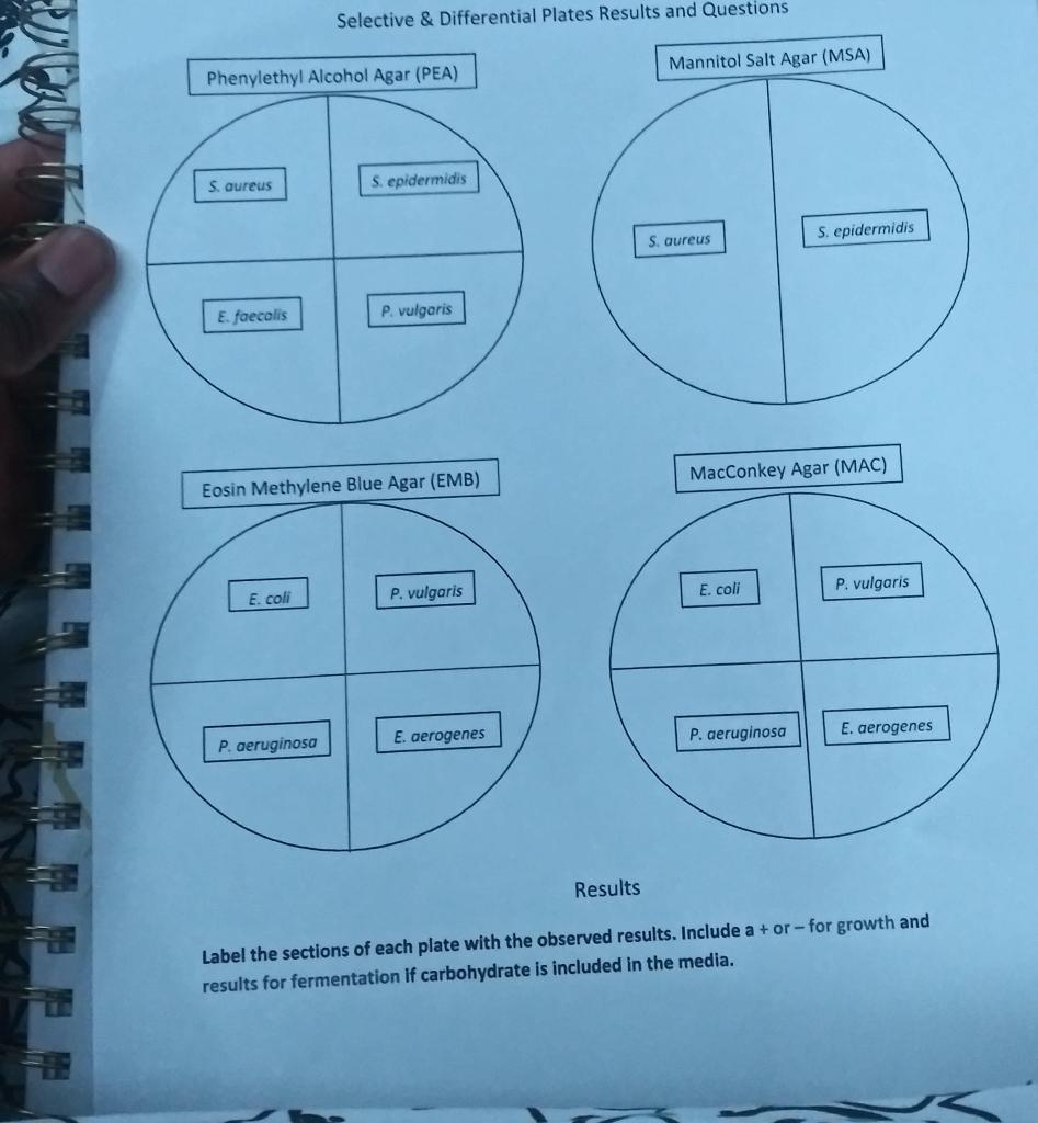 Solved Selective & Differential Plates Results and Questions | Chegg.com