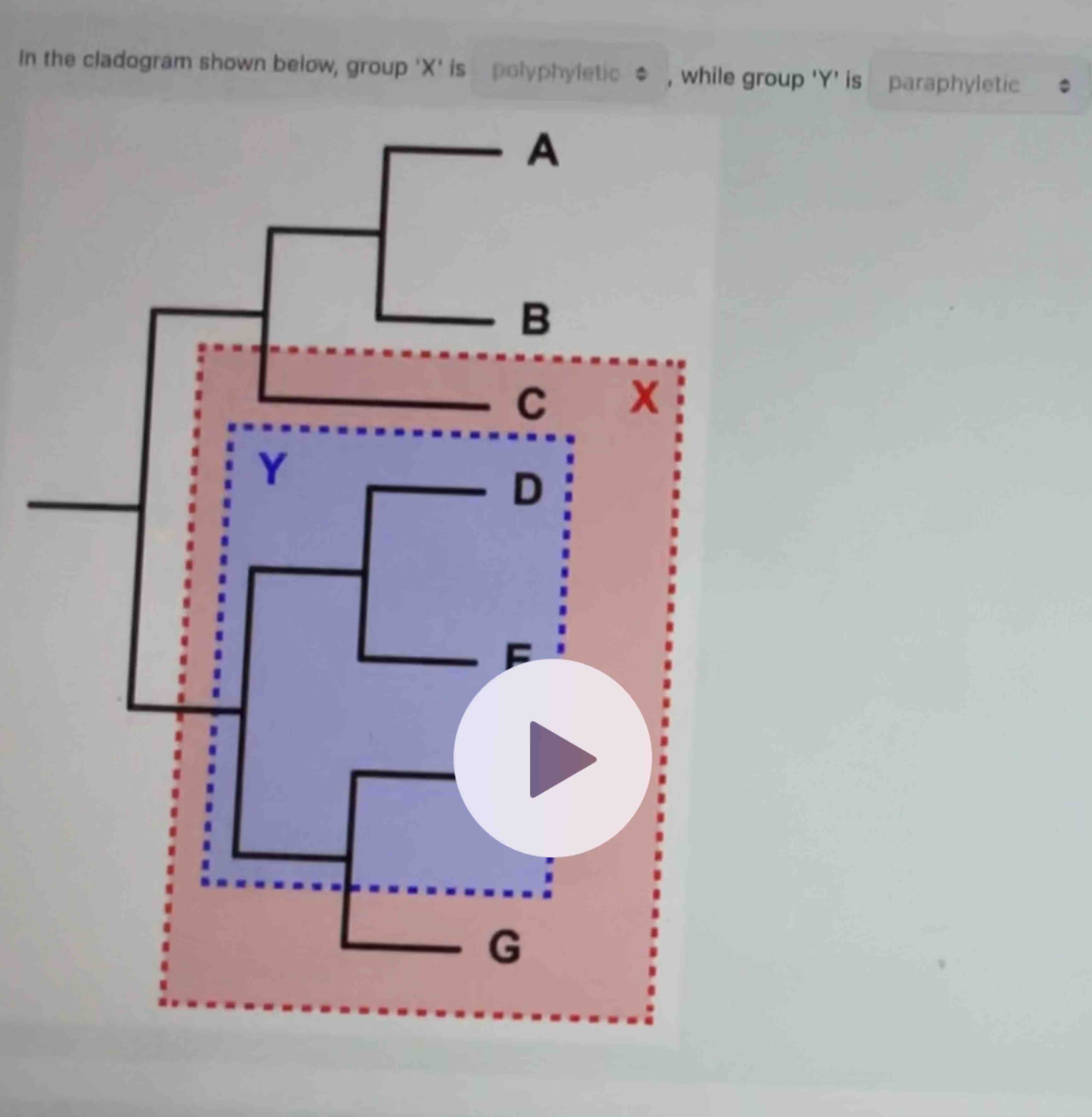 Solved In the cladogram shown below, group ' x ' ﻿is | Chegg.com