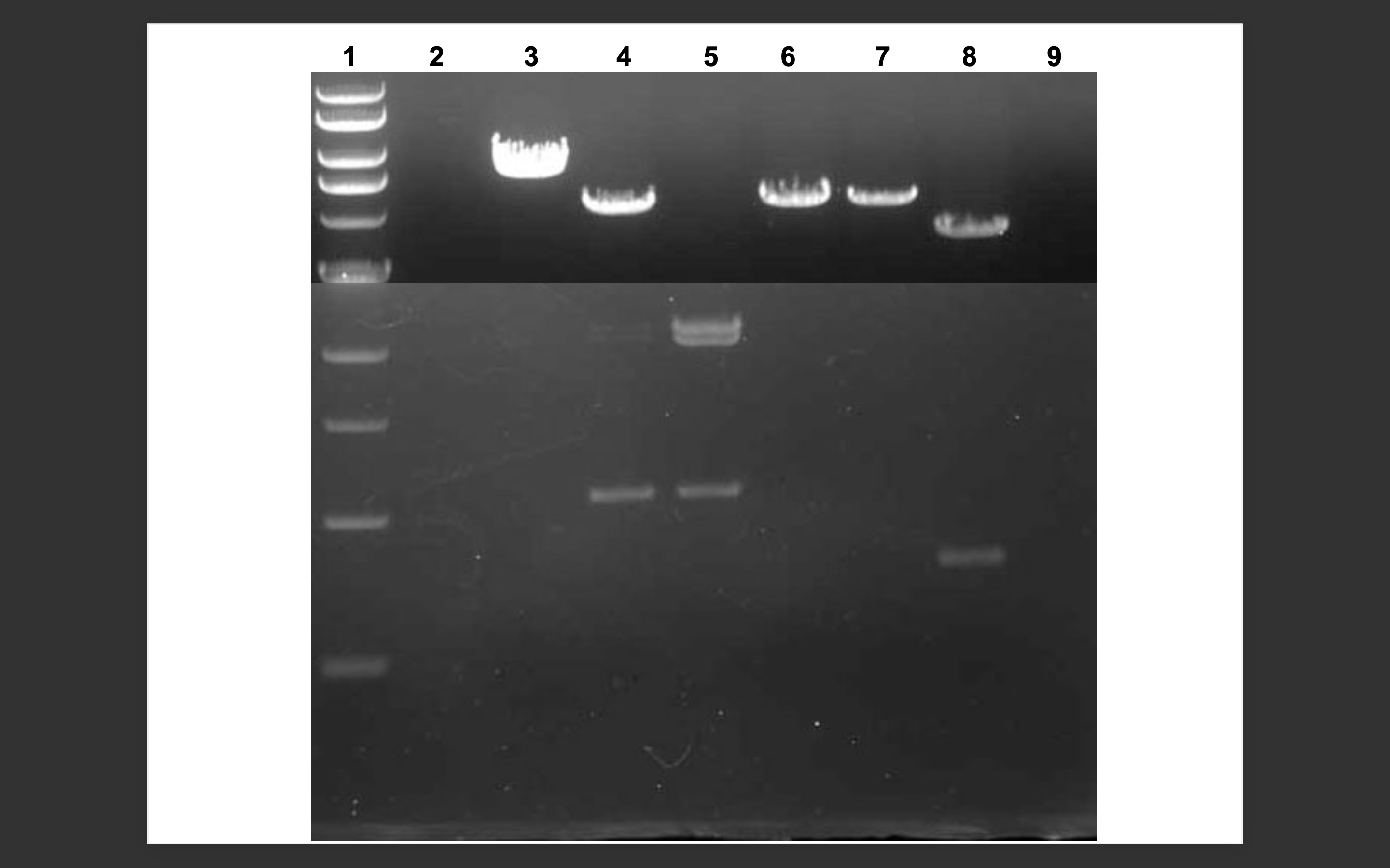 Solved Restriction enzymes ClaI and PstI were used to cut | Chegg.com