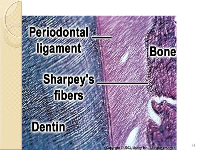 Sharpeys Fibers Histology