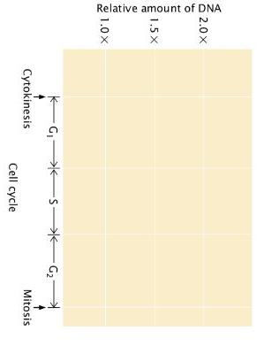 Solved A scientist collects cells at various points in the | Chegg.com