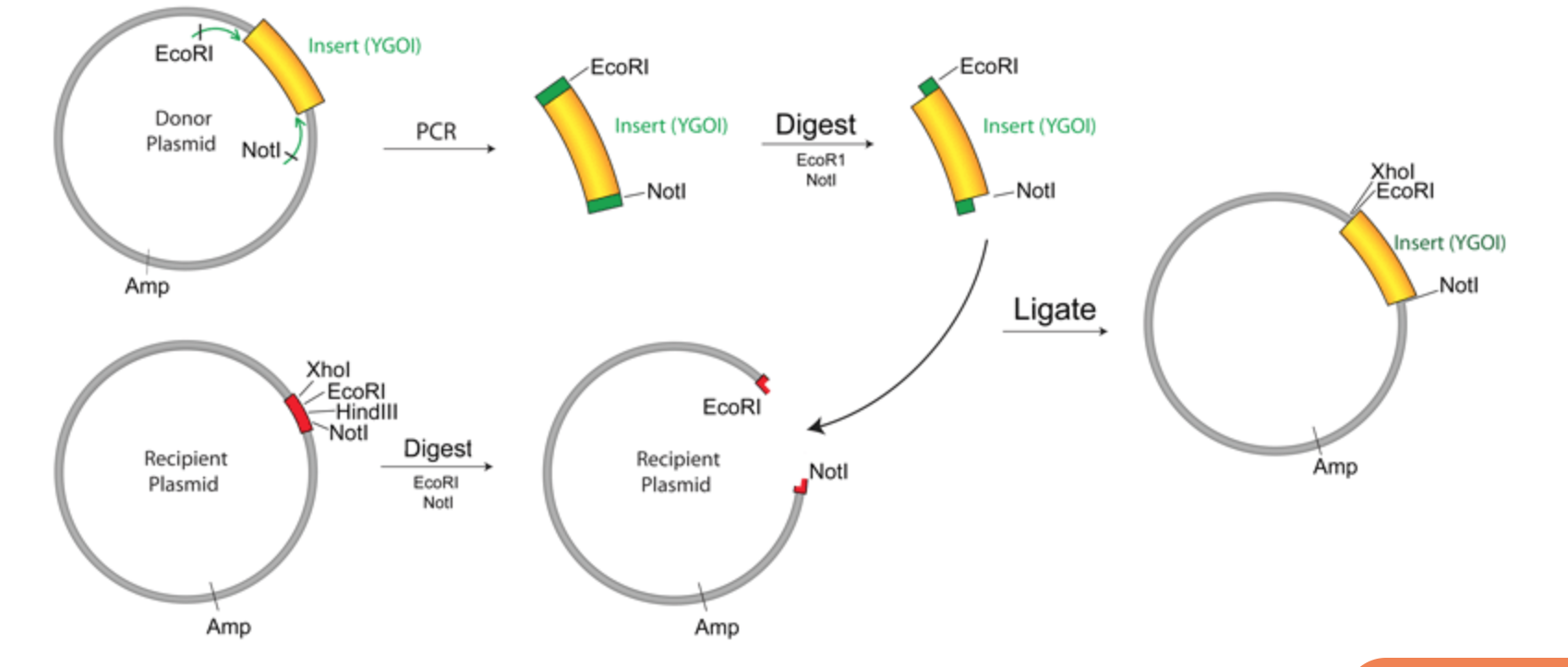 Solved EcoRI Insert (YGOI) EcoRI EcoRI Donor PCR Insert | Chegg.com