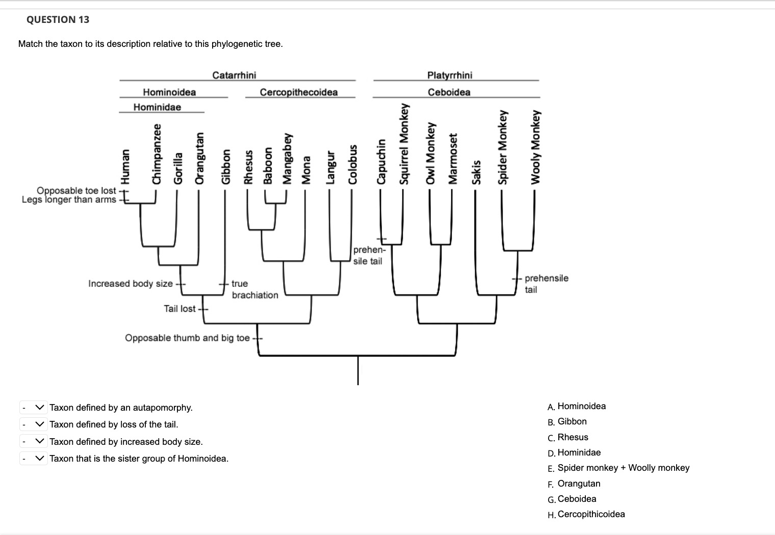 Solved Match the taxon to its description relative to this | Chegg.com