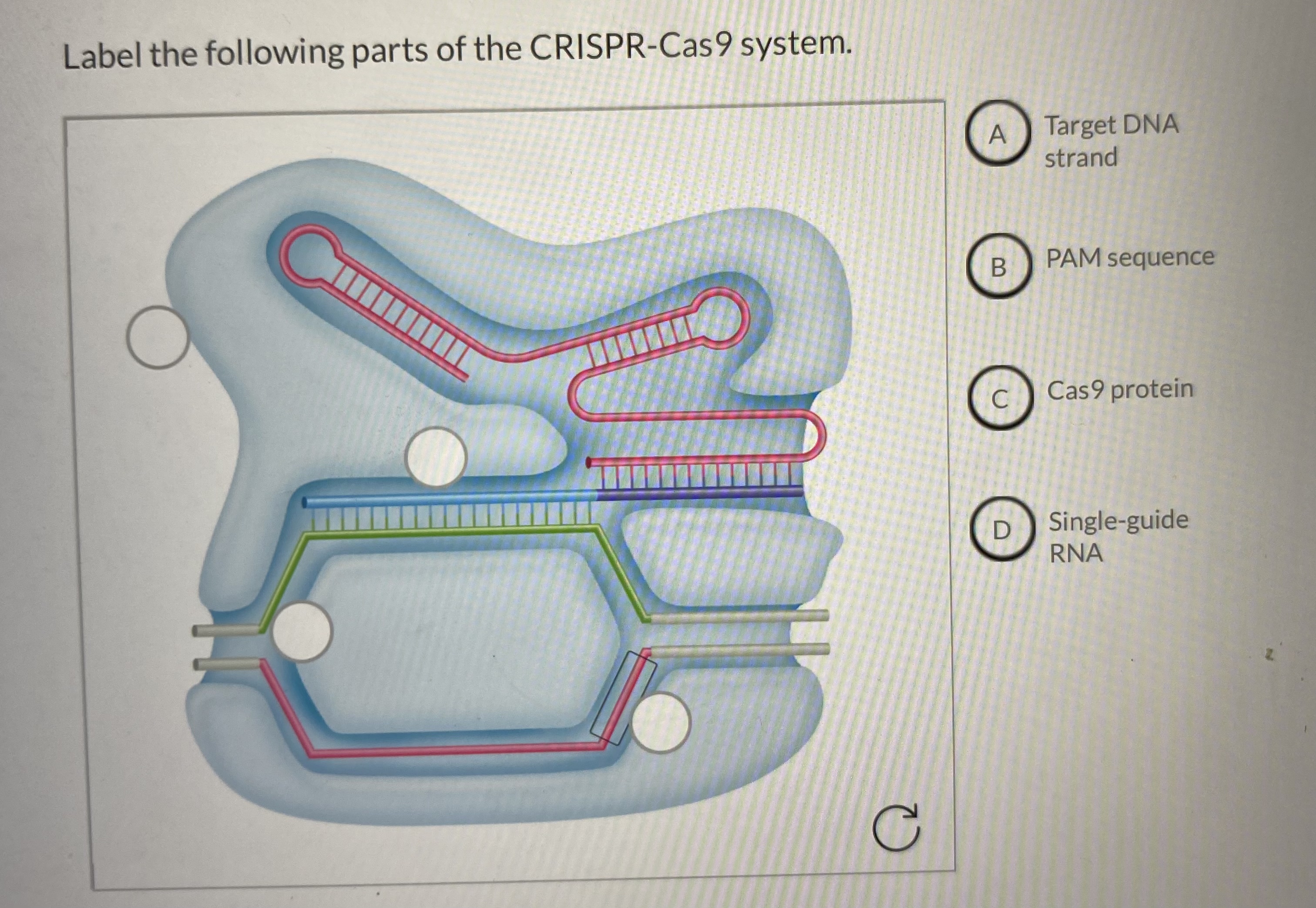 Solved Label the following parts of the CRISPR-Cas9 system. | Chegg.com