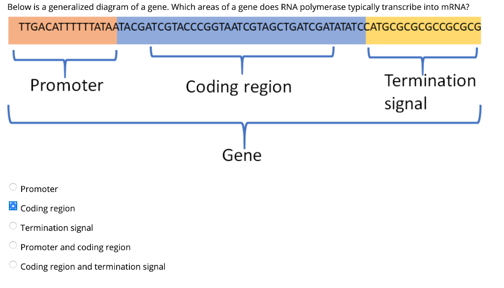 Solved Below is a generalized diagram of a gene. Which areas | Chegg.com