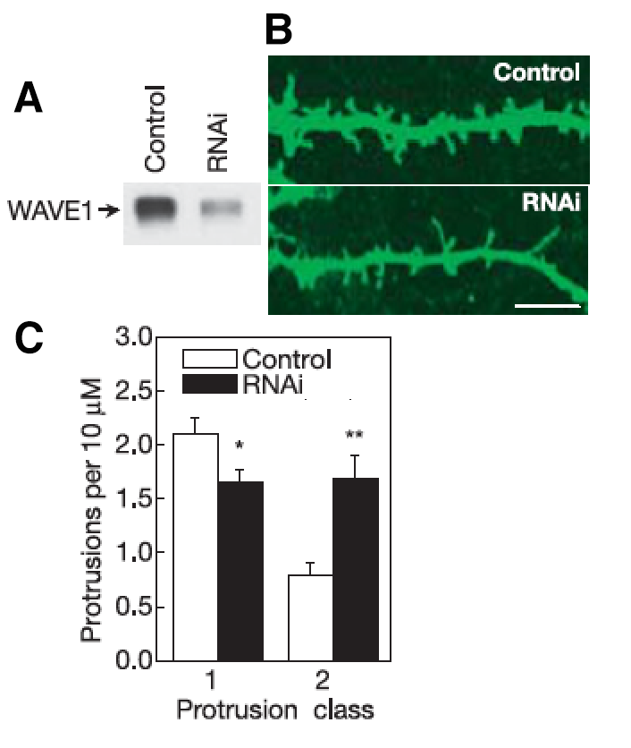 Neuronal cells form protrusions along their axons | Chegg.com