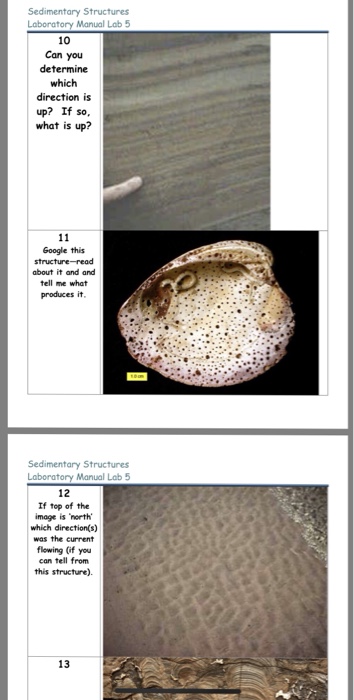 Solved LAB EXERCISES Using the sedimentary structures | Chegg.com