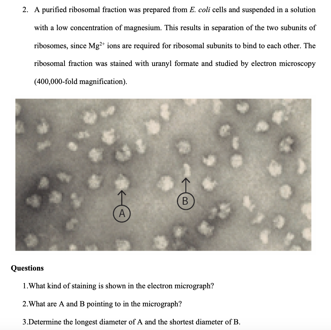 Solved Questions1.What kind of staining is shown in the | Chegg.com
