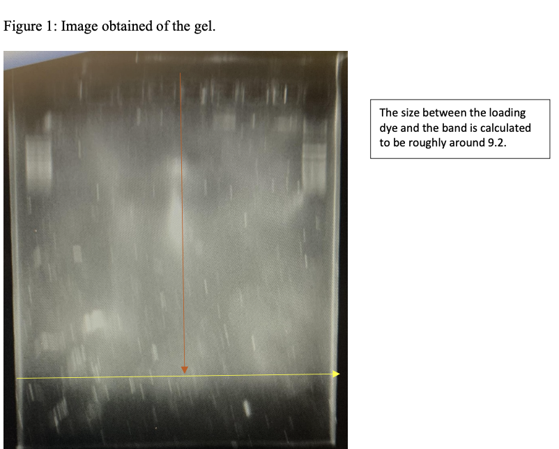1. Indicate the size of each diagnostic digest band | Chegg.com