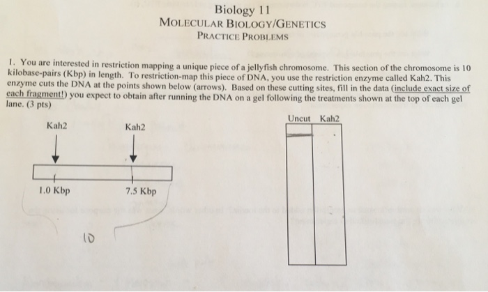 Solved Biology 11 MOLECULAR BIOLOGY/GENETICS PRACTICE | Chegg.com