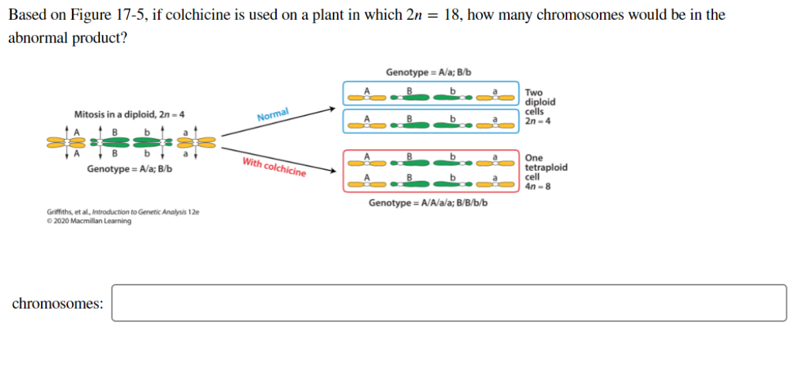 Solved Based on Figure 17-5, if colchicine is used on a | Chegg.com