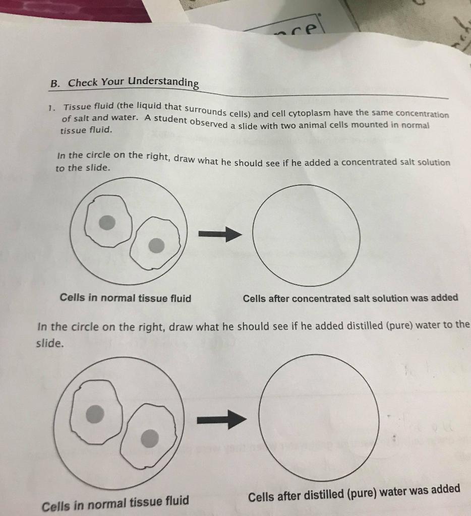 Solved B. Check Your Understanding 1. Tissue fluid (the | Chegg.com