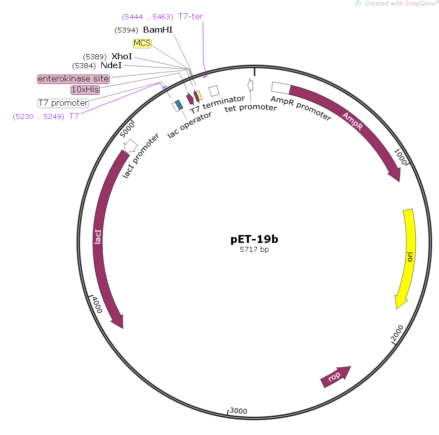 Solved For our GFP plasmid we used pET29b as a vector. | Chegg.com