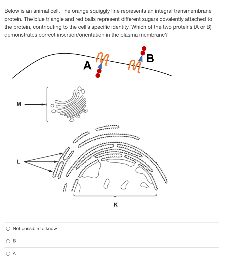 Solved Below is an animal cell. The orange squiggly line | Chegg.com
