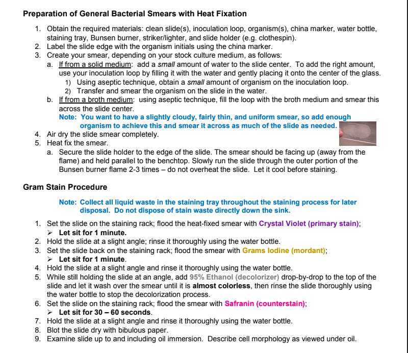 Solved Preparation of General Bacterial Smears with Heat | Chegg.com
