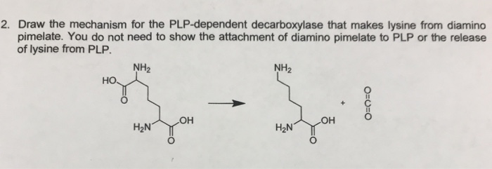 Solved 2. Draw the mechanism for the PLP-dependent | Chegg.com