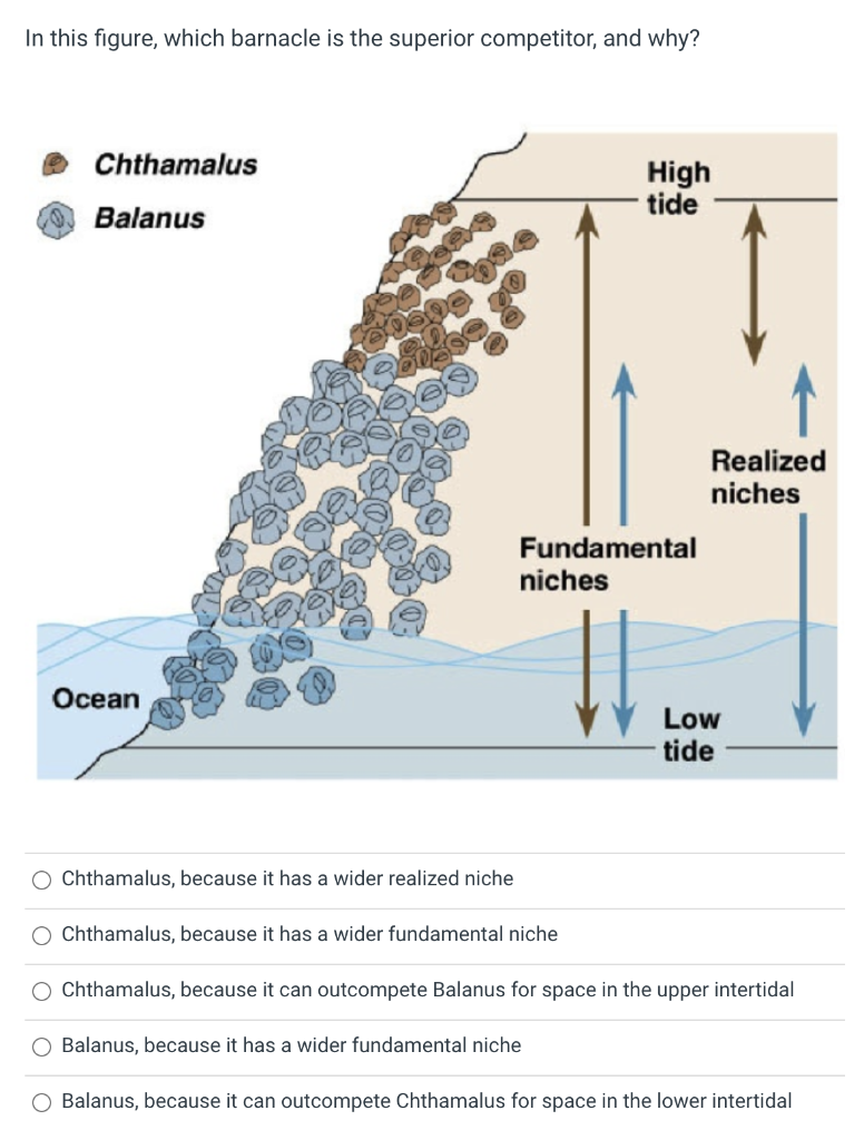 Solved In this figure, which barnacle is the superior | Chegg.com