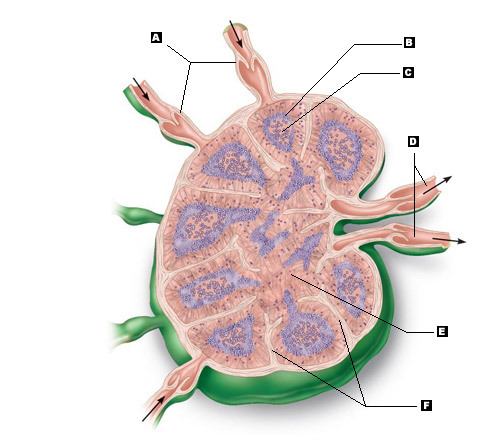 Solved Labeling a Lymph Node: please label structures A-F in | Chegg.com