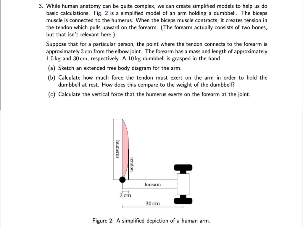 Solved 3. While human anatomy can be quite complex, we can | Chegg.com