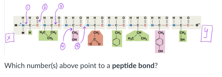 Solved Which number(s) ﻿above point to a peptide bond? | Chegg.com