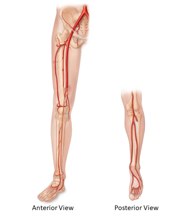 Solved label the following Anterior tibial artery Common | Chegg.com