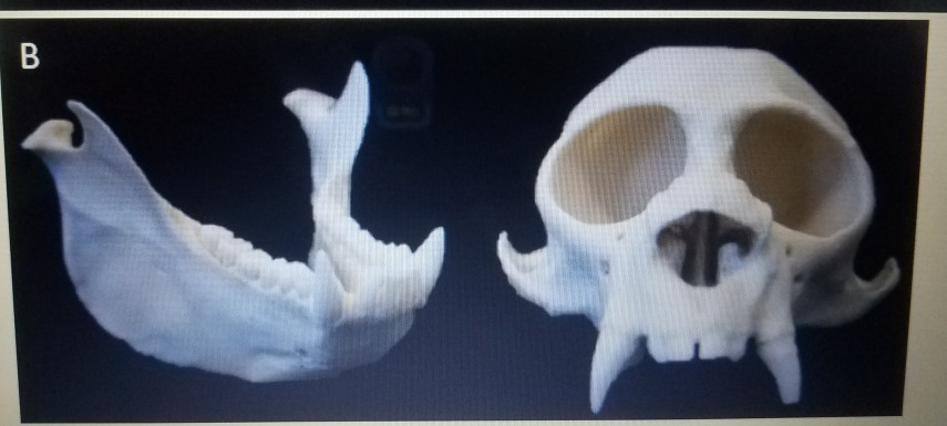 QUESTION 2 Within the primates, the two major clades | Chegg.com