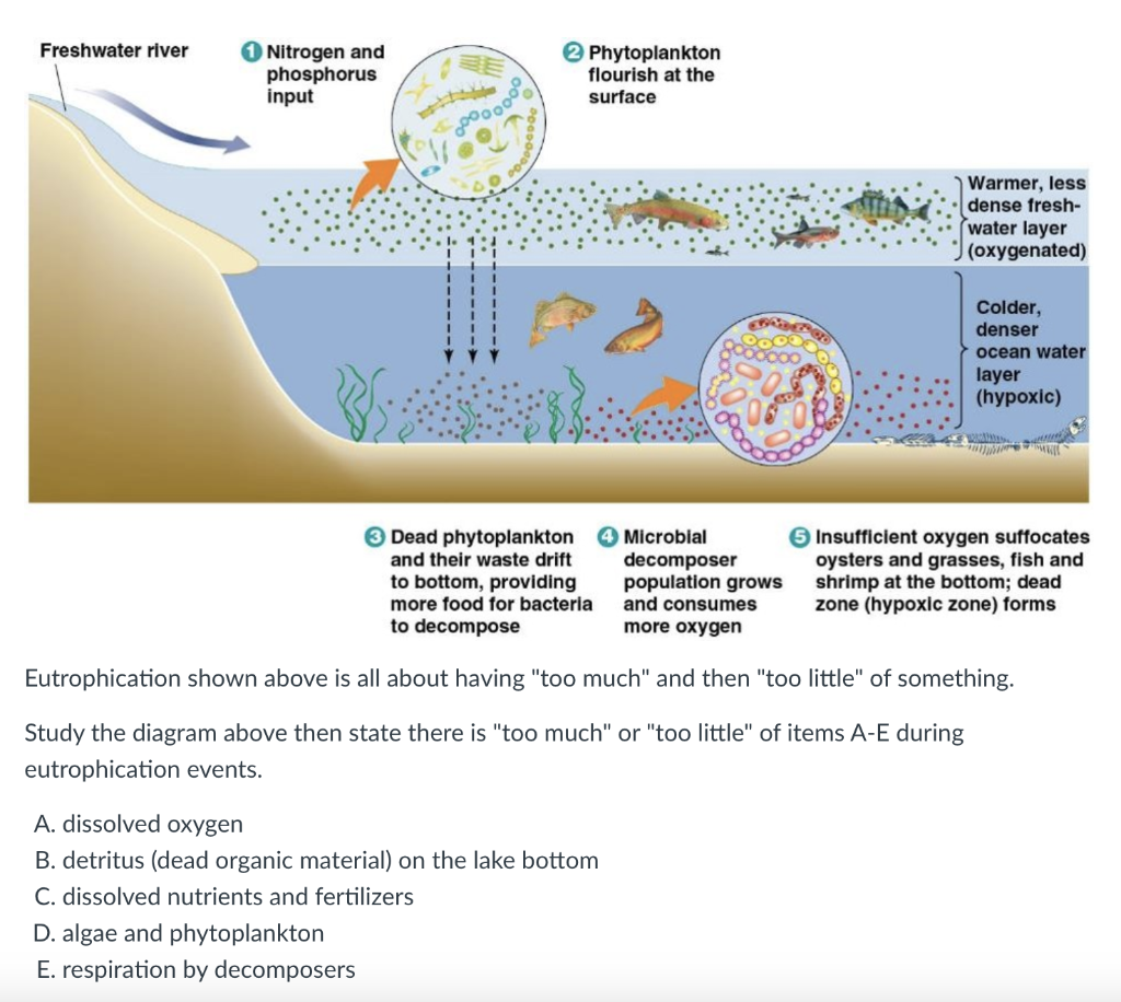 Solved Coupled with stratification (layering) of water, | Chegg.com