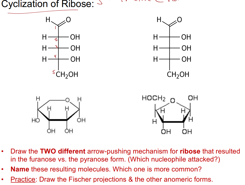 Solved Cyclization of Ribose: - Draw the TWO different | Chegg.com