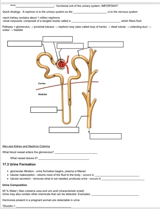 Solved functional unit of the urinary system, IMPORTANT! | Chegg.com
