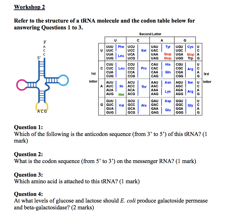 Solved Workshop 2 Refer to the structure of a tRNA molecule | Chegg.com