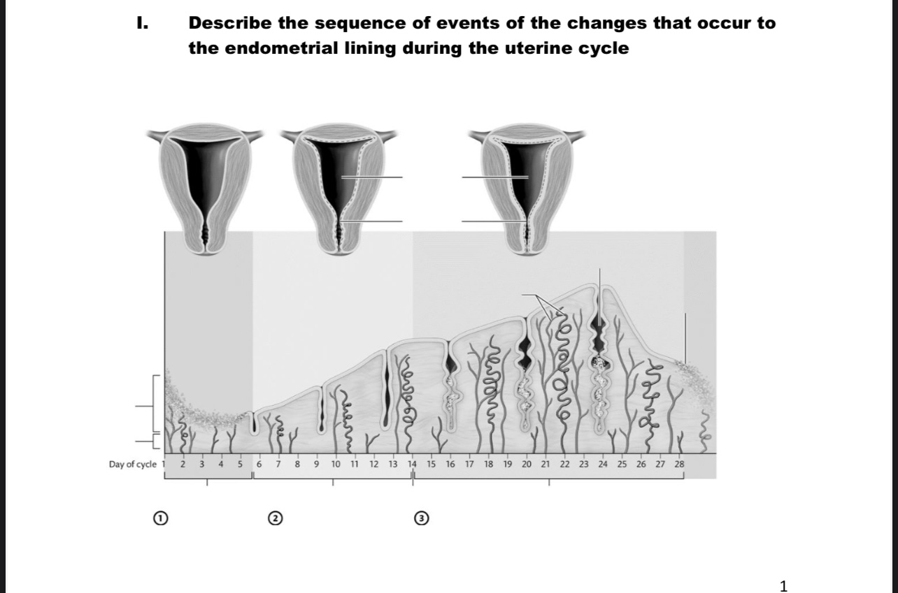 Solved I. Describe the sequence of events of the changes | Chegg.com
