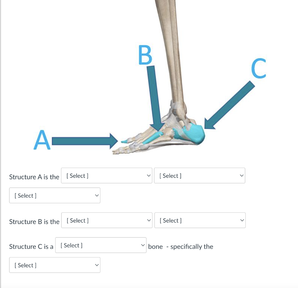 Solved [ Select ] Structure B is the [ Select ] ∨ Select ] | Chegg.com