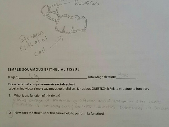 Solved CR SIMPLE SQUAMOUS EPITHELIAL TISSUE Organ)u Draw | Chegg.com