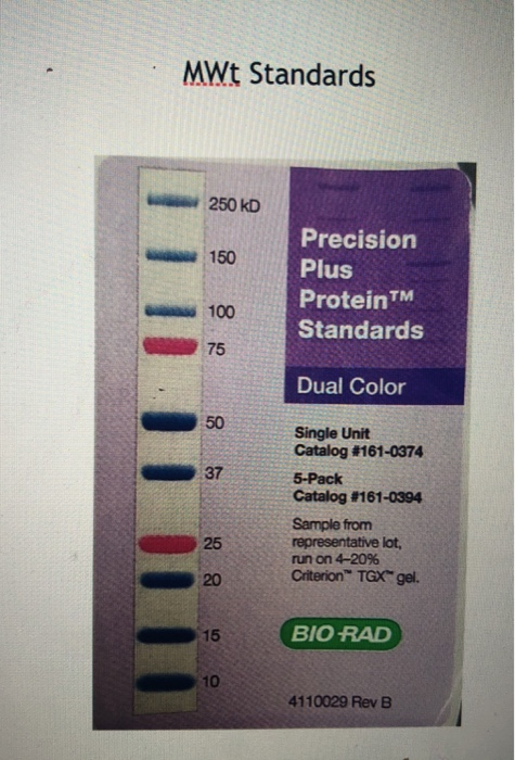 Solved PAGE Gel (Coomassie Stained) MWt Standards 250 kD | Chegg.com