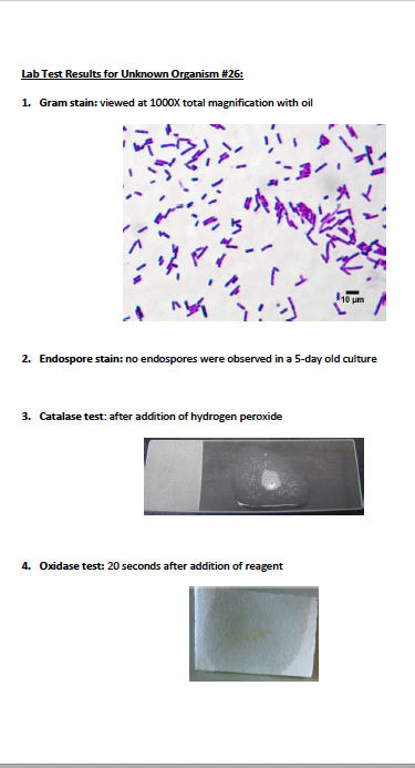 Solved Unknown Bacterial Identification assignment This | Chegg.com