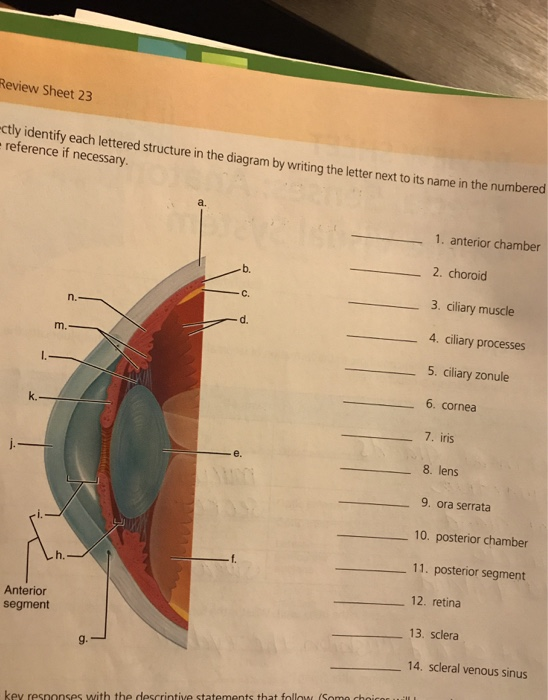 Solved Review Sheet 23 ctly identify each lettered reference | Chegg.com