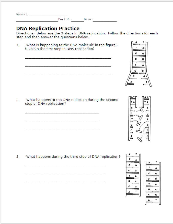 Solved DNA Replication Practice Directions: Below are the 3 | Chegg.com