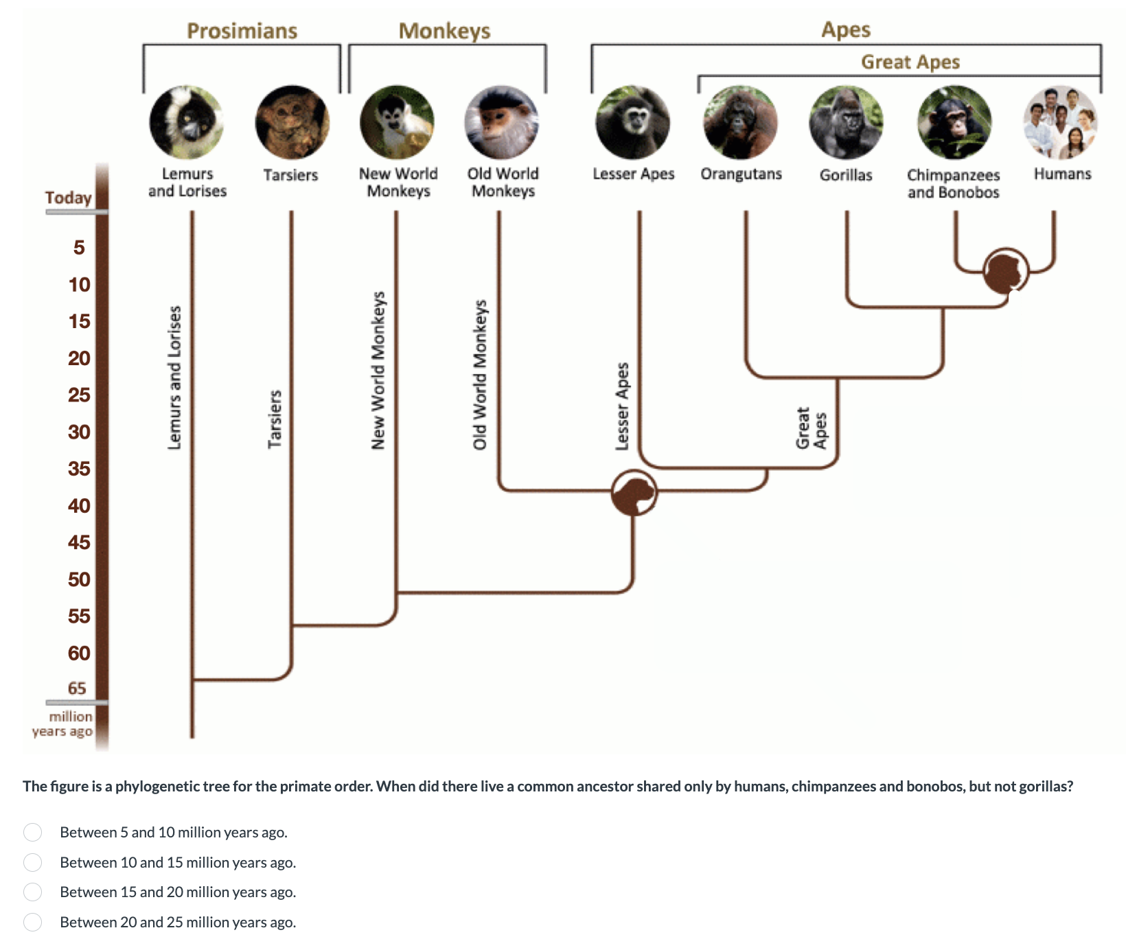 Solved The figure is a phylogenetic tree for the primate | Chegg.com