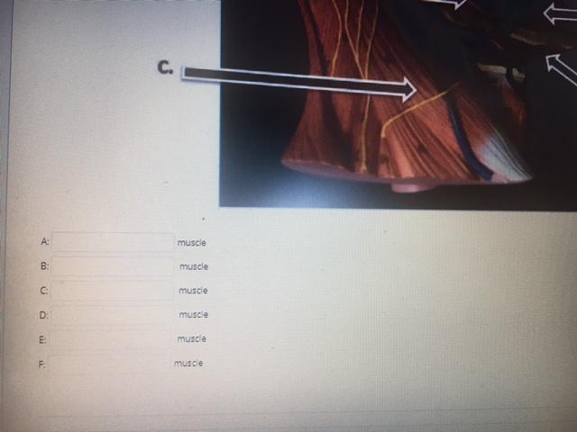 Solved In the muses A. D. B. E. C. F. C. A muscle B: | Chegg.com
