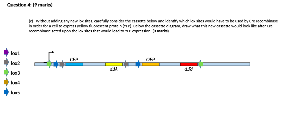 The Brainbow method makes use of green fluorescent | Chegg.com