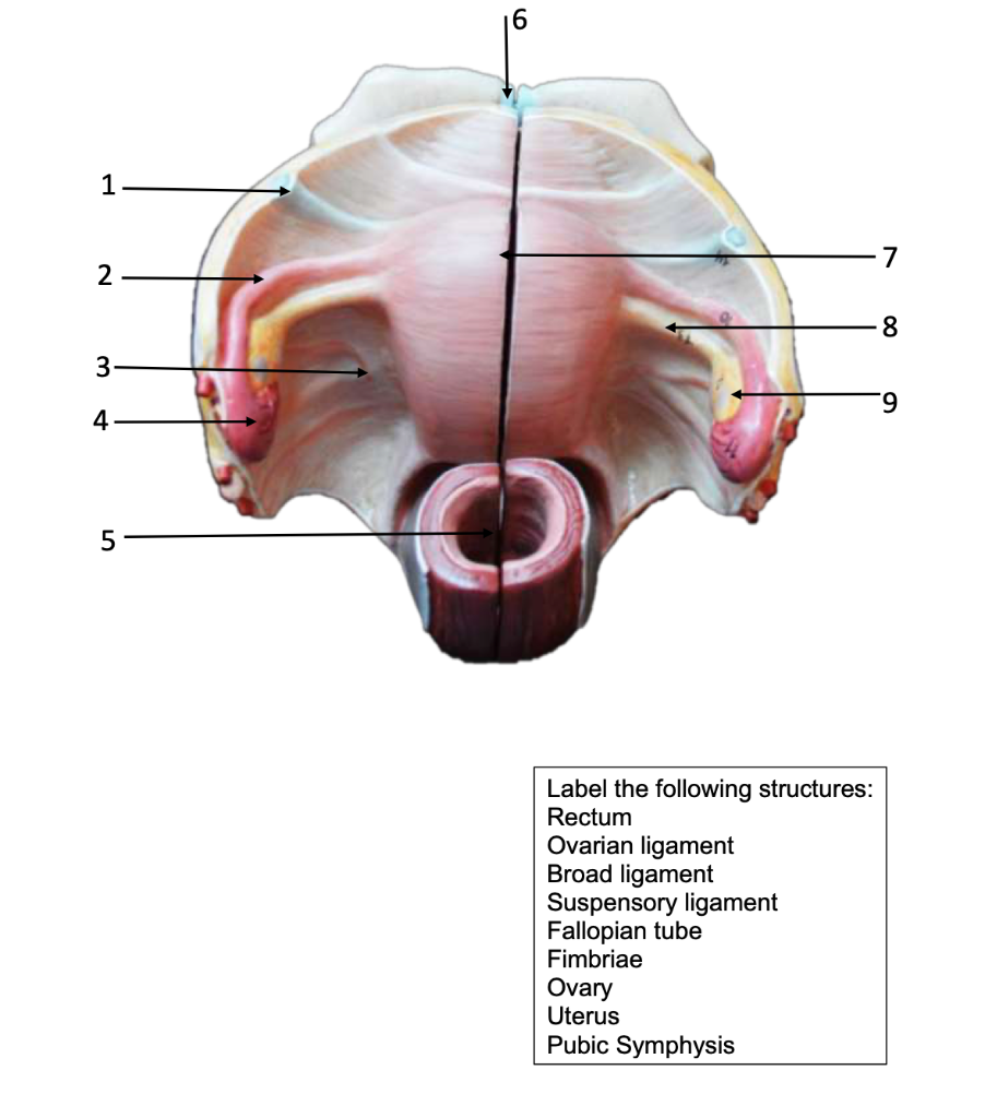 Solved 1 2 3 Label the following structures: Uterus Ovary | Chegg.com