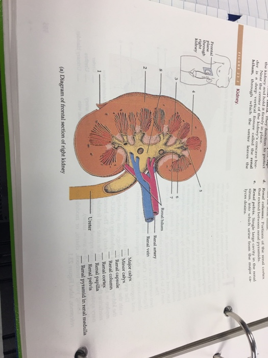 Solved the kidney and hold it fi s of the renal cortex Near | Chegg.com