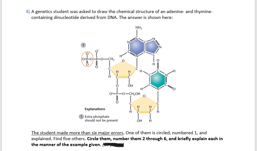 Solved A genetics student was asked to draw the chemical | Chegg.com