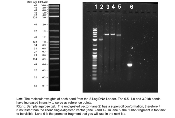 Solved How do you find out the size of your DNA fragments | Chegg.com